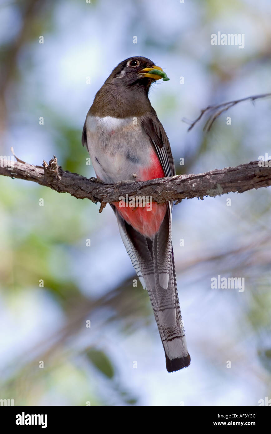 Elegant trogon hi-res stock photography and images - Alamy