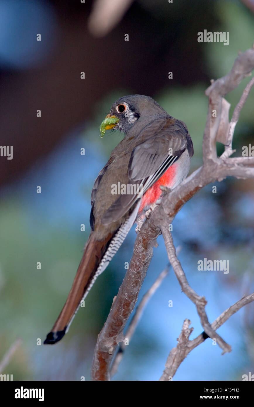 Elegant Trogon Stock Photos & Elegant Trogon Stock Images - Alamy