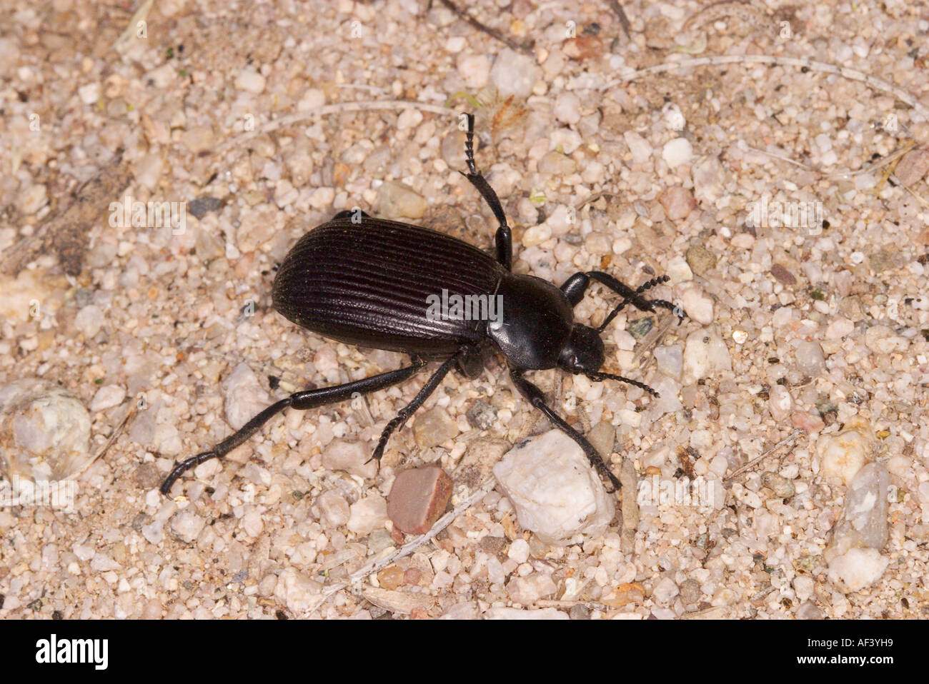 Eleodes obscurus sulcipennis beetle Stock Photo - Alamy
