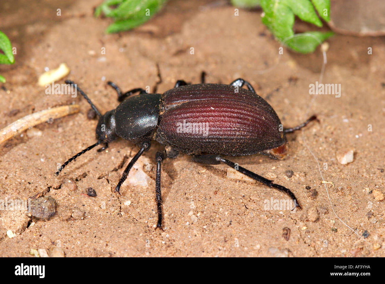 Eleodes hi-res stock photography and images - Alamy