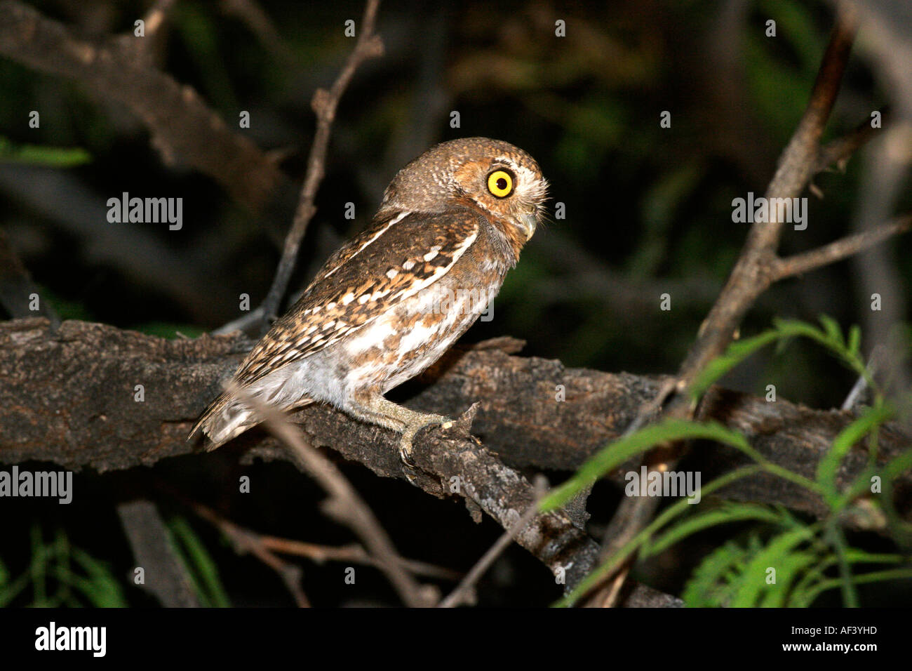Small elf owl hi-res stock photography and images - Alamy