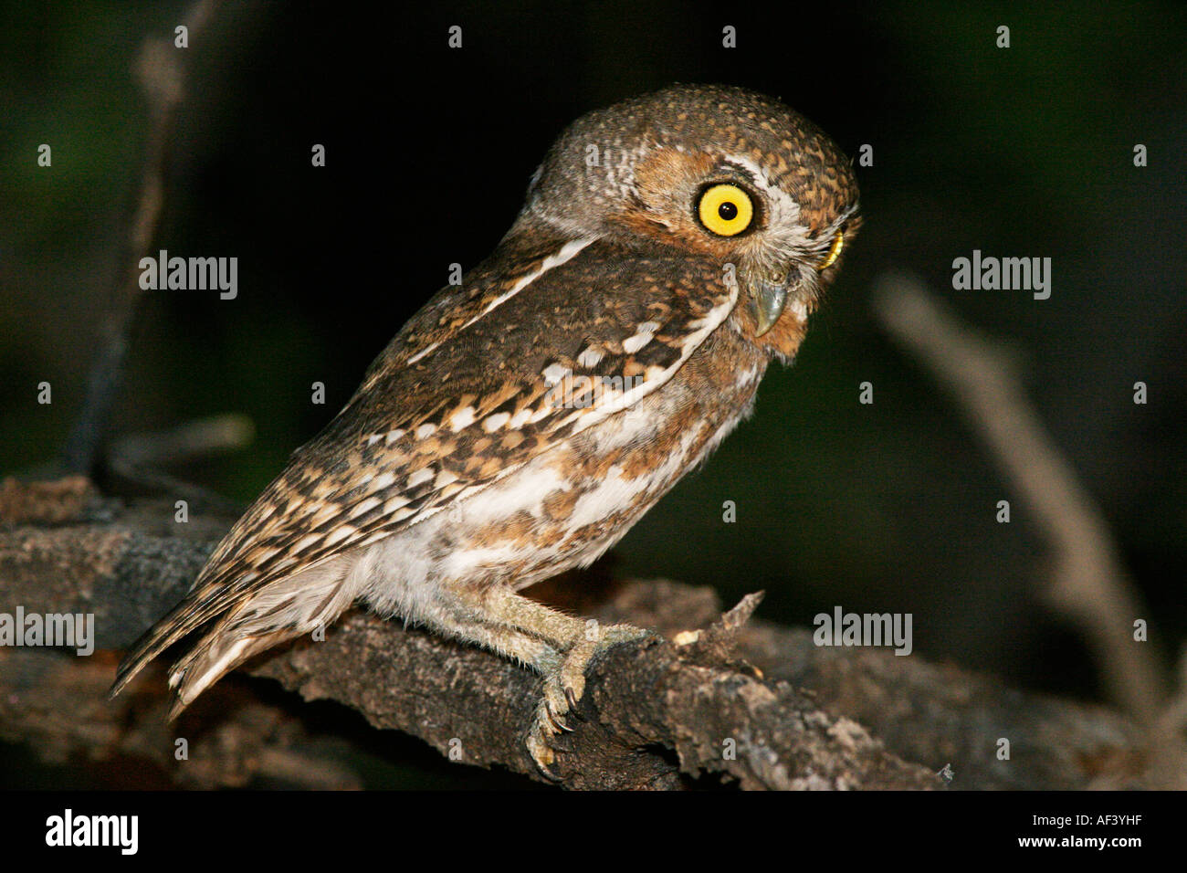 Small elf owl hi-res stock photography and images - Alamy
