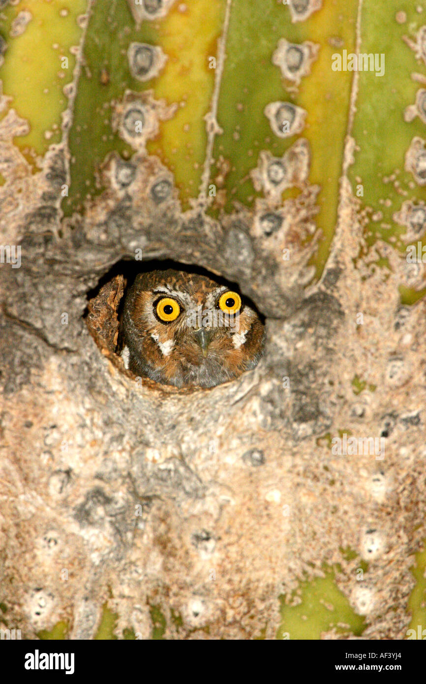 Elf owl cactus hi-res stock photography and images - Alamy