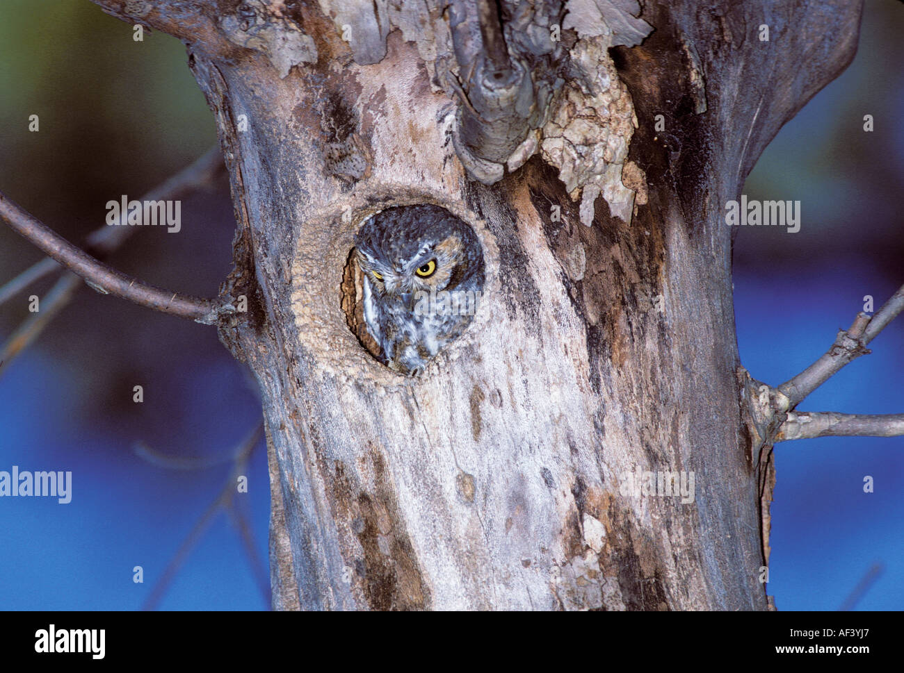 Elf owl nest hi-res stock photography and images - Alamy