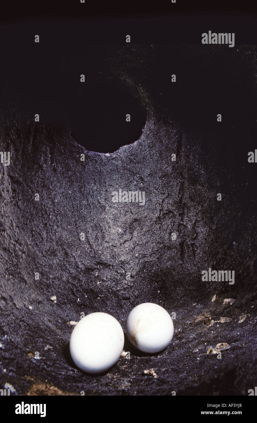 Elf Owl Eggs in nest Stock Photo - Alamy