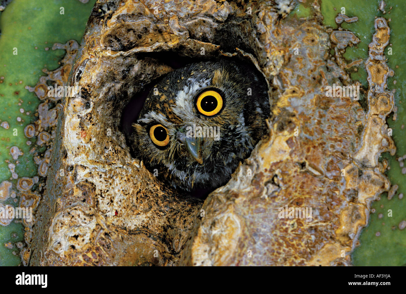 Elf owl nest hi-res stock photography and images - Alamy