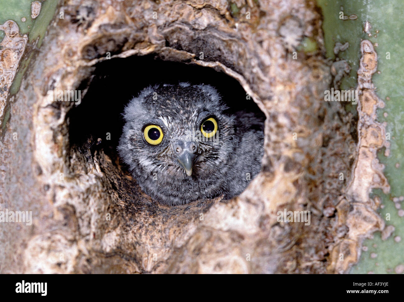 Elf owl nest hi-res stock photography and images - Alamy