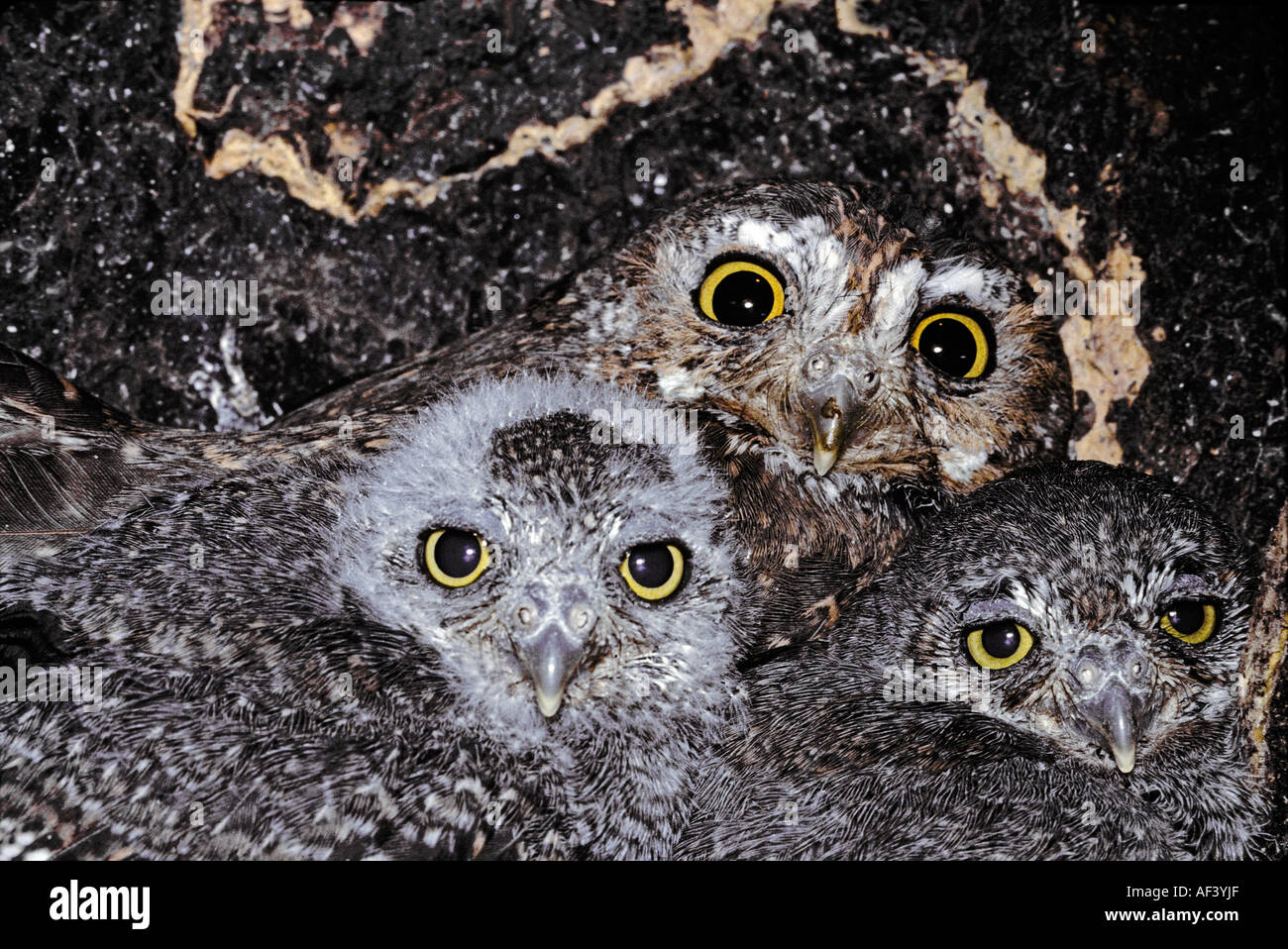 Elf owl desert hi-res stock photography and images - Alamy