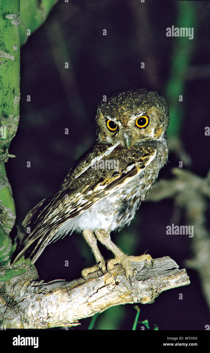 Elf owl desert hi-res stock photography and images - Alamy