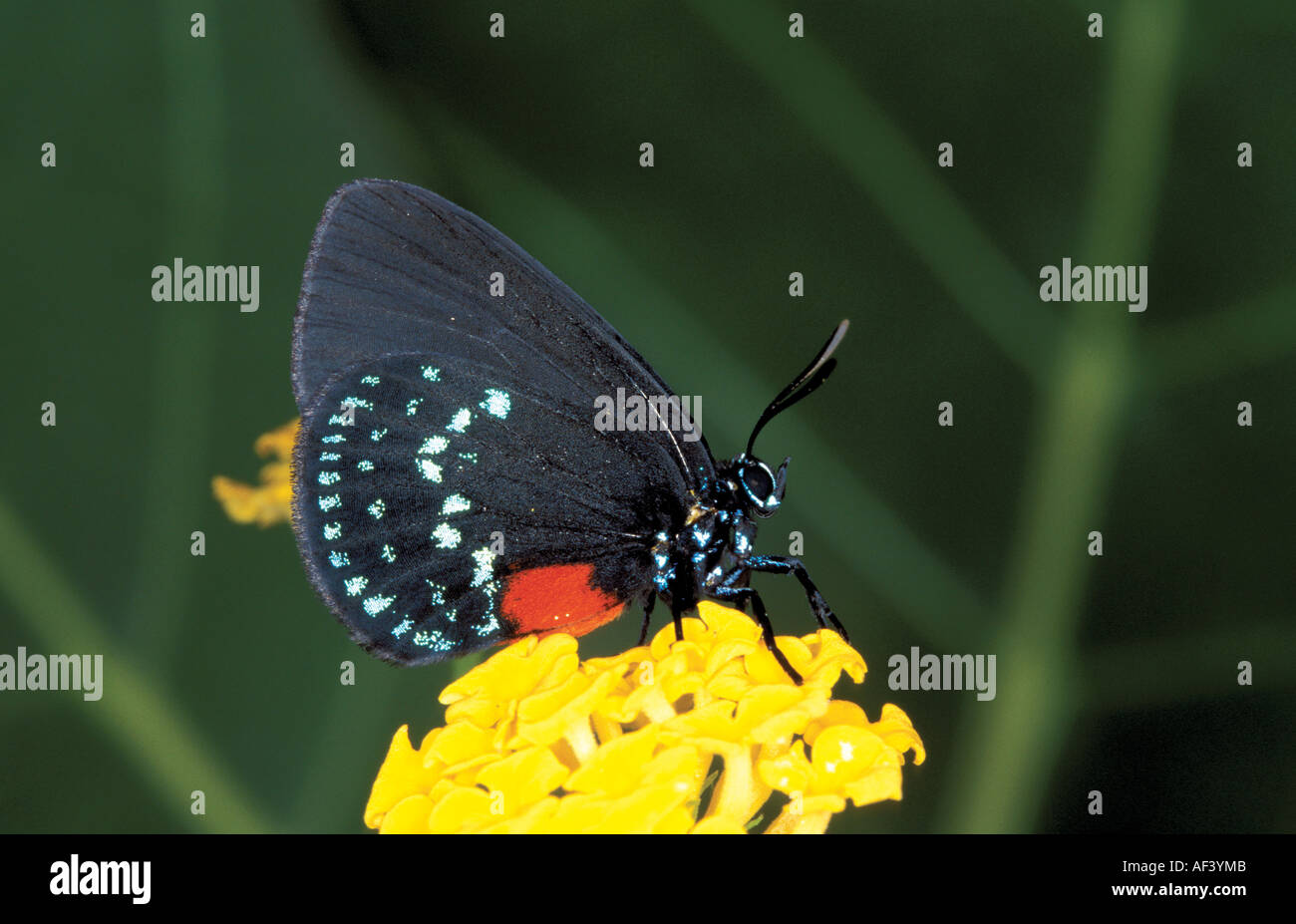 Atala butterfly hi-res stock photography and images - Alamy