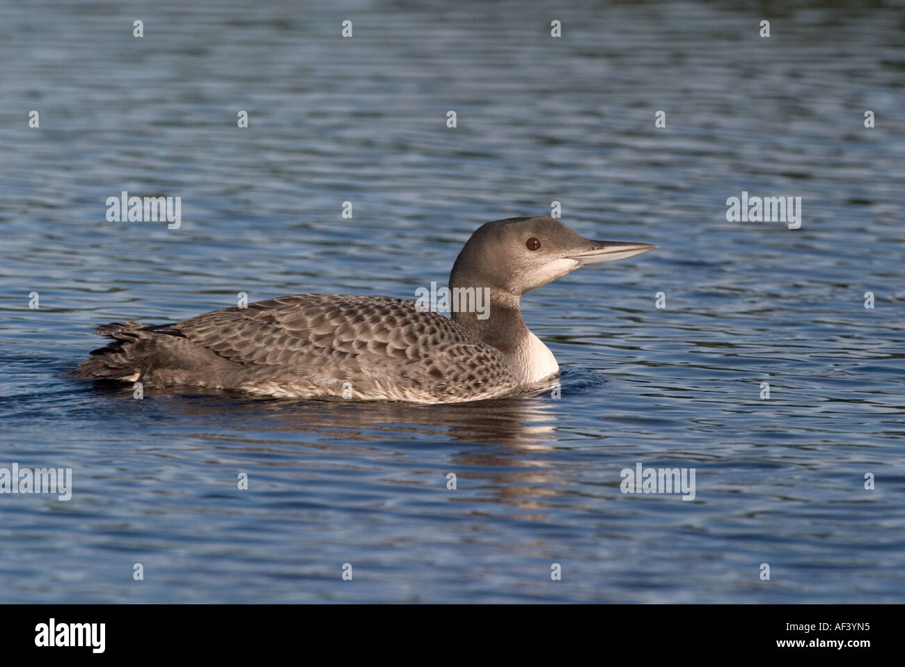 Juvenile loon hi-res stock photography and images - Alamy