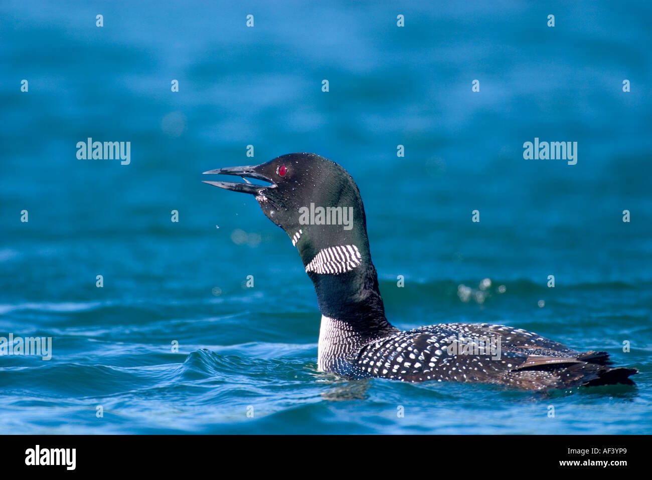 Loon display hi-res stock photography and images - Alamy