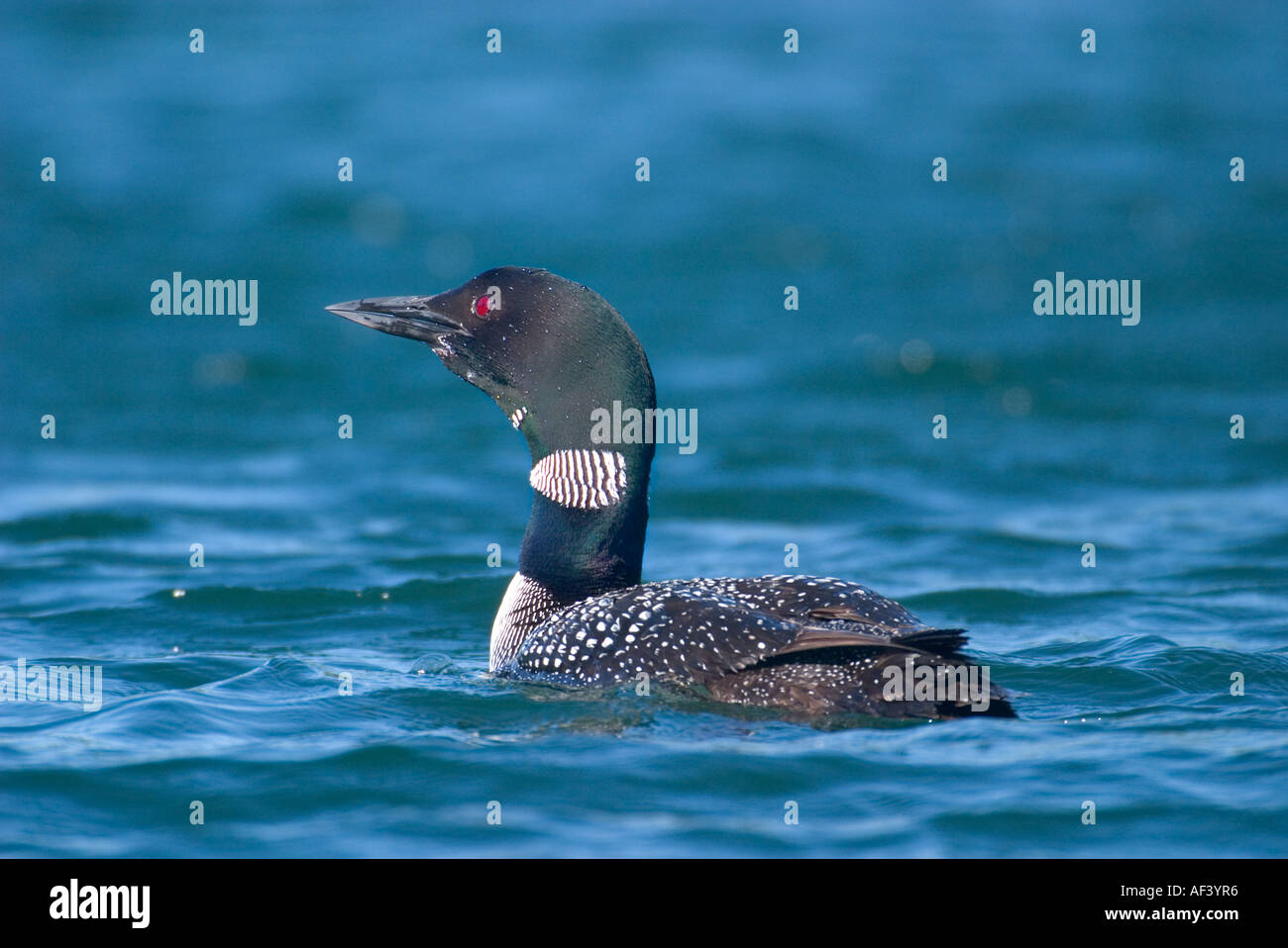 Common loon calling diver hi-res stock photography and images - Alamy