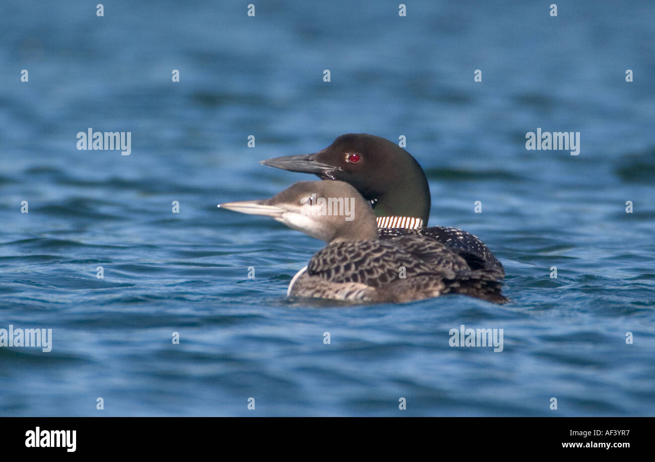 Juvenile loon hi-res stock photography and images - Alamy