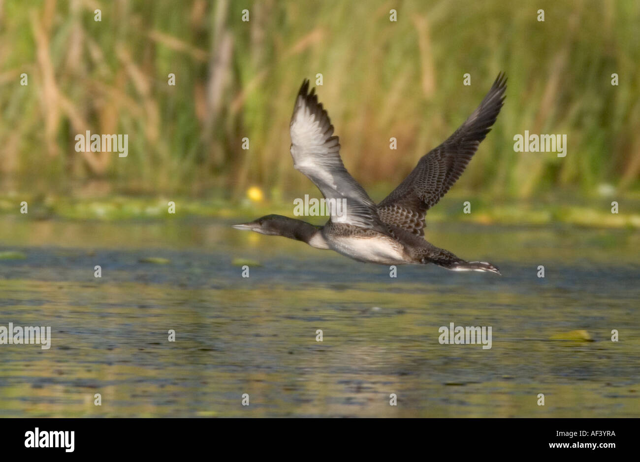 Common loon flying hi-res stock photography and images - Alamy