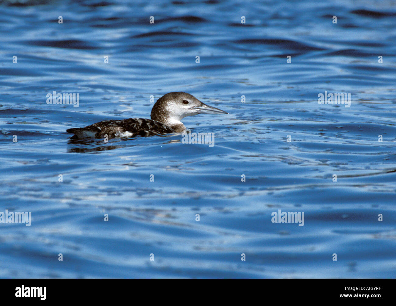 Common loon winter plumage hi-res stock photography and images - Alamy
