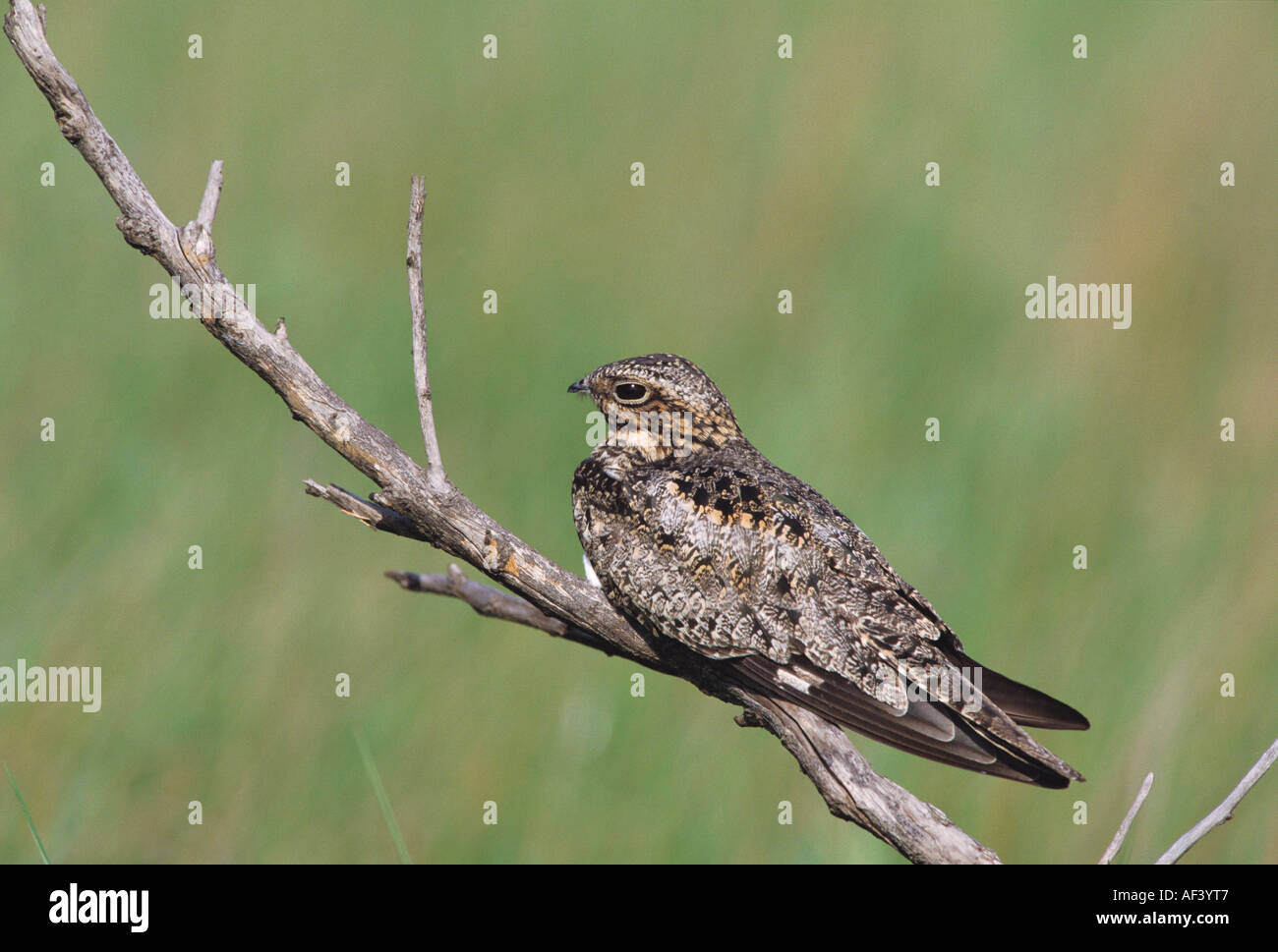 Nighthawk hi-res stock photography and images - Alamy