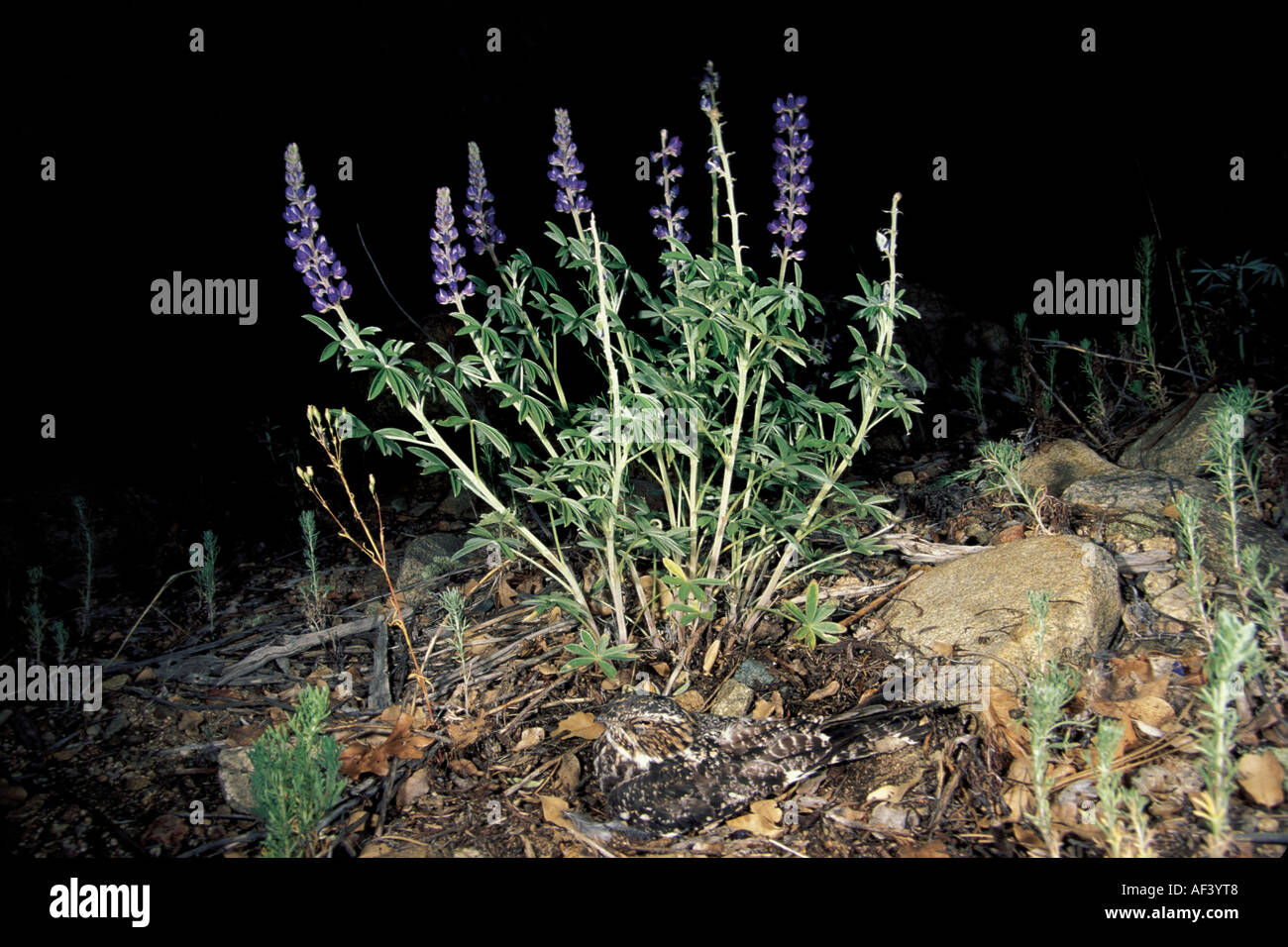 Common Nighthawk on nest Stock Photo - Alamy