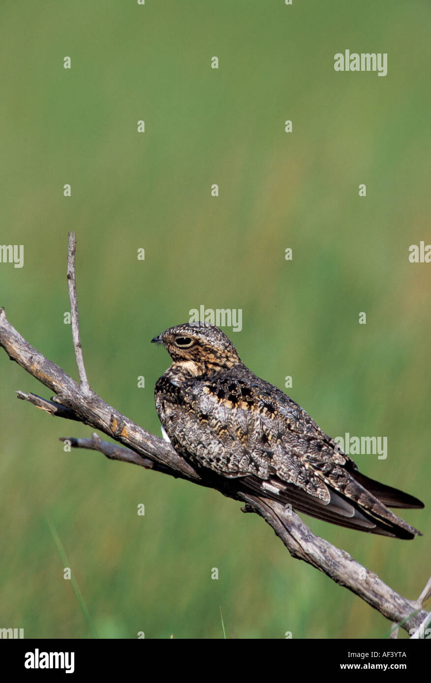 Common Nighthawk Chordeiles minor Anahuac National Wildlife Refuge ...
