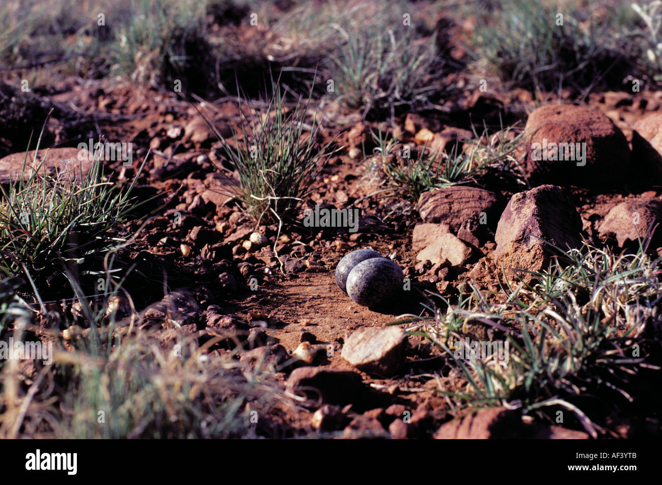The nighthawk hi-res stock photography and images - Alamy
