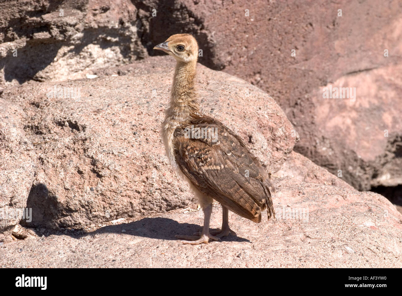 Peahen bird hi-res stock photography and images - Alamy