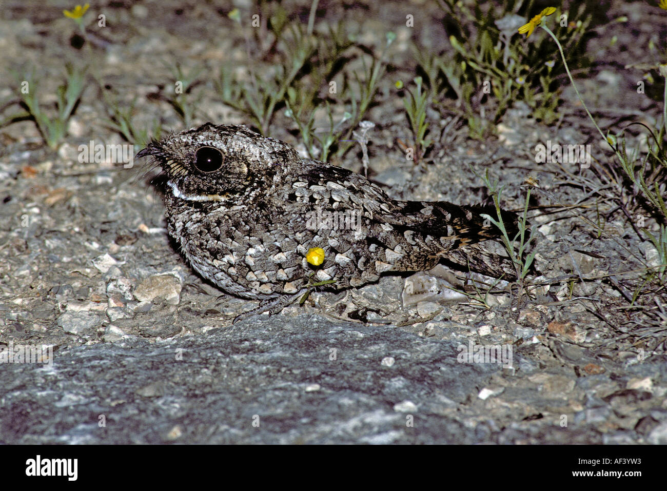 Poorwill High Resolution Stock Photography and Images - Alamy