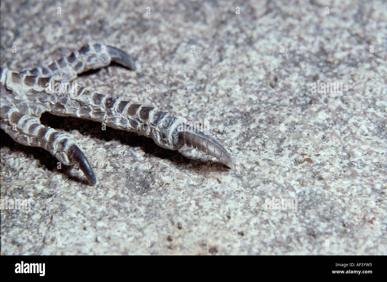 Poorwill hi-res stock photography and images - Alamy