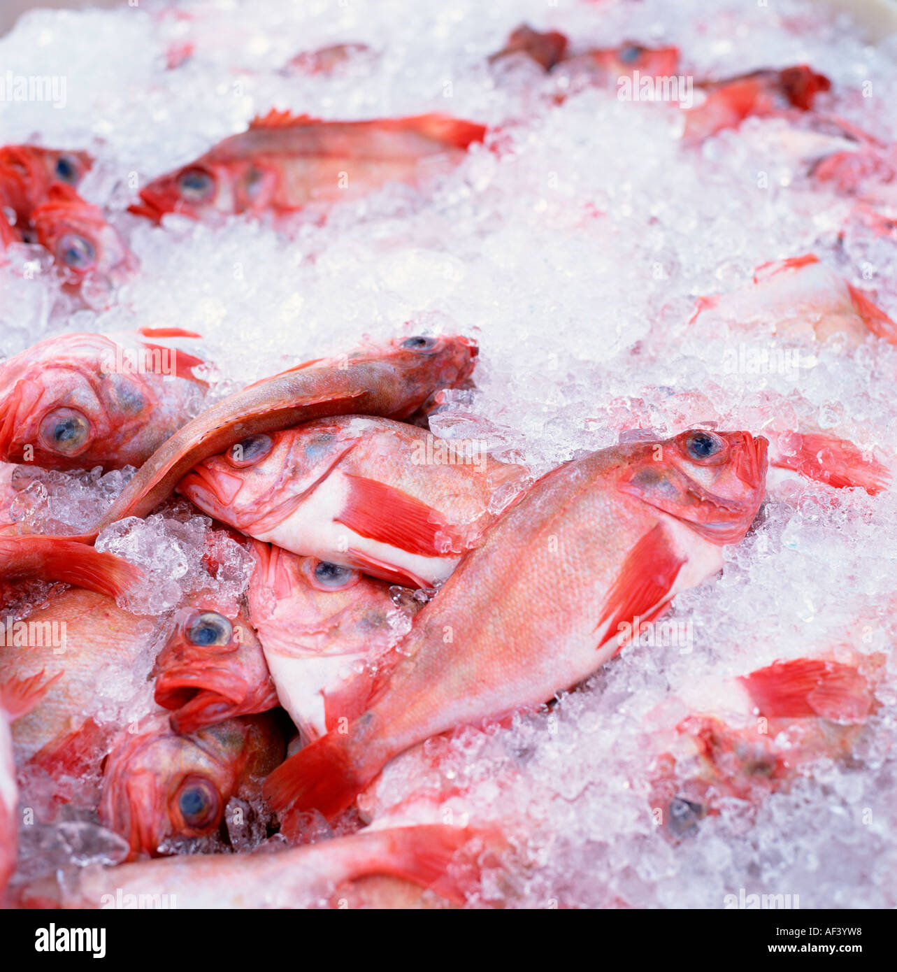 Fish on ice Stock Photo - Alamy