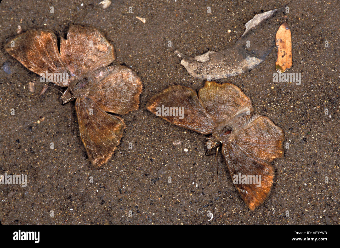 Common spurwing hi-res stock photography and images - Alamy