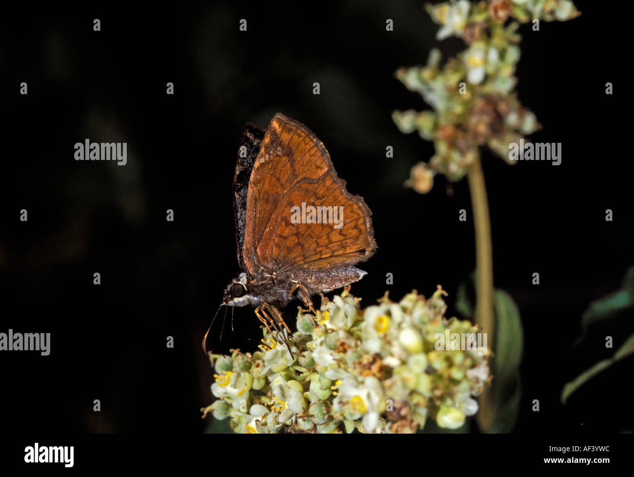 Common spurwing hi-res stock photography and images - Alamy