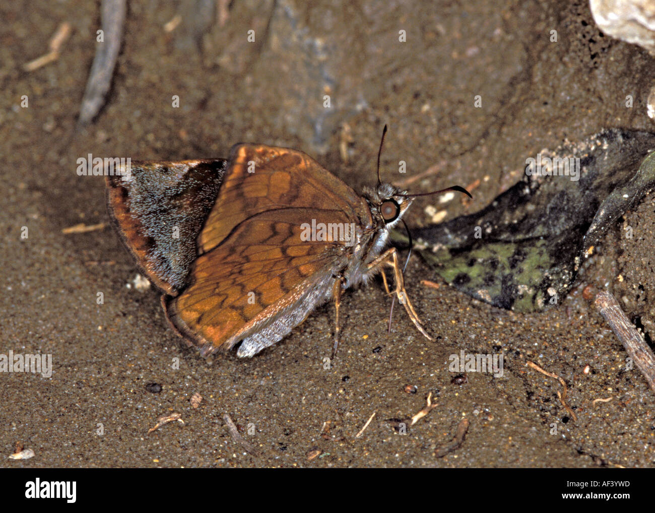 Common spurwing hi-res stock photography and images - Alamy