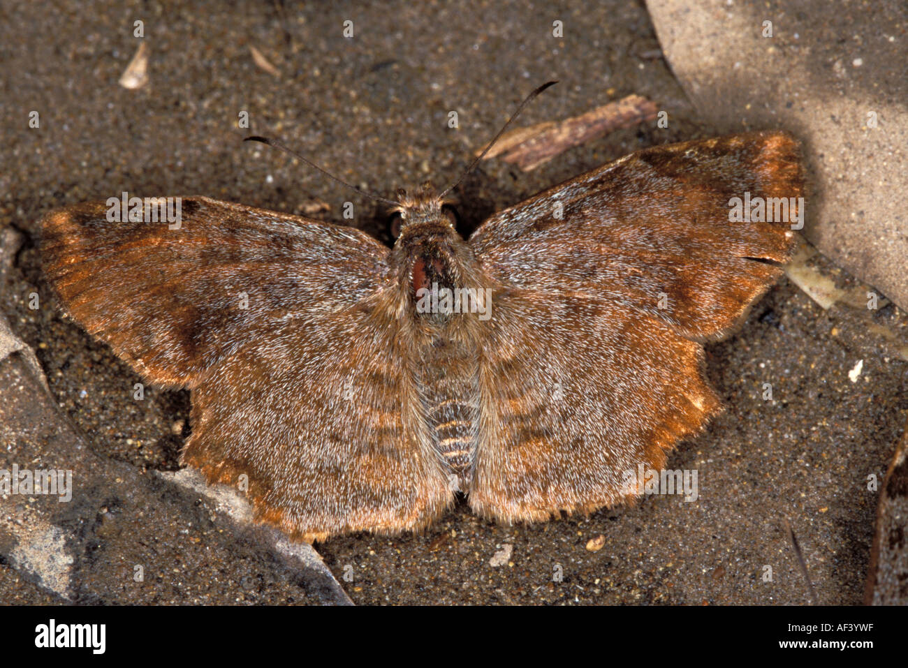 Spurwing hi-res stock photography and images - Alamy