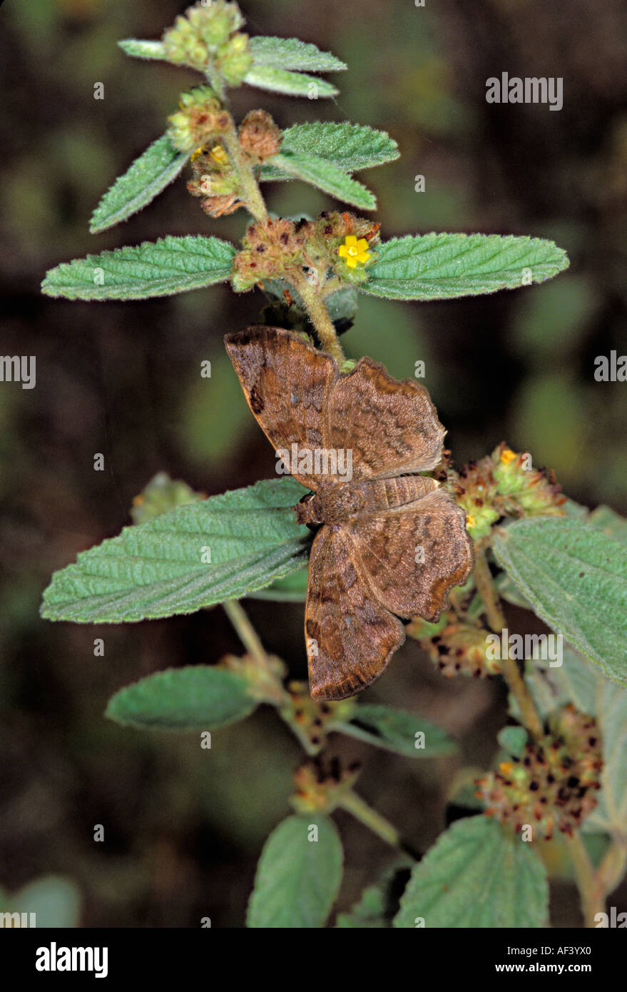 Spurwing hi-res stock photography and images - Alamy