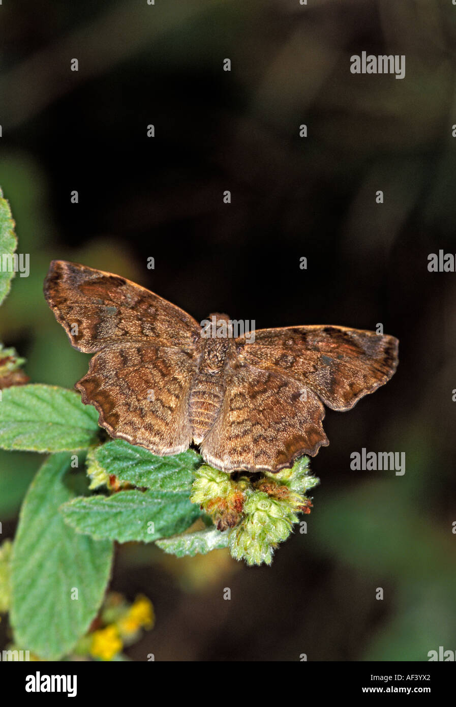 Common spurwing hi-res stock photography and images - Alamy