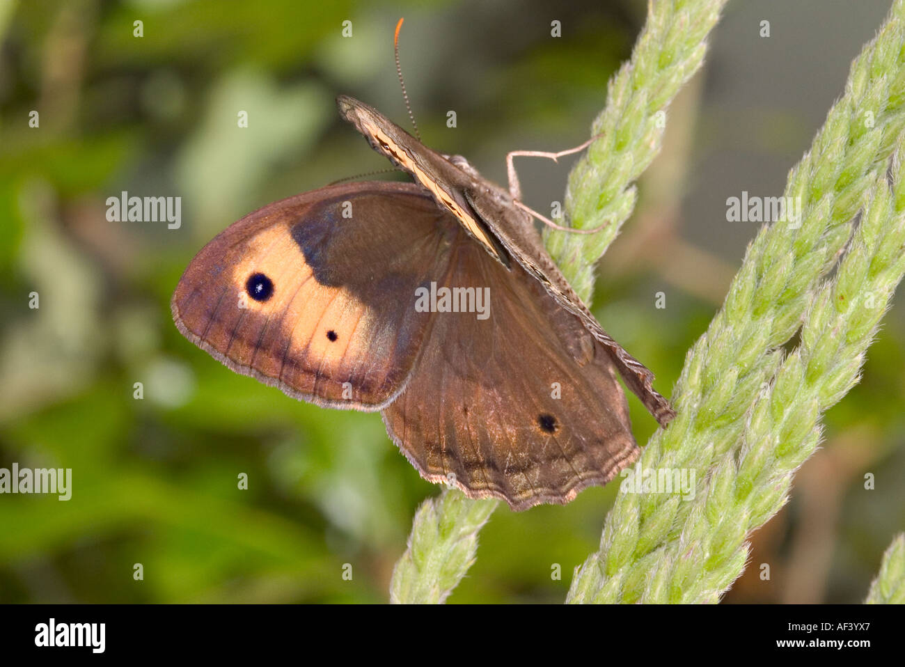 Common Wood Nymph Stock Photo - Alamy