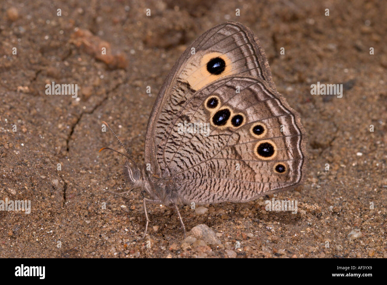 Common Wood Nymph Stock Photo - Alamy