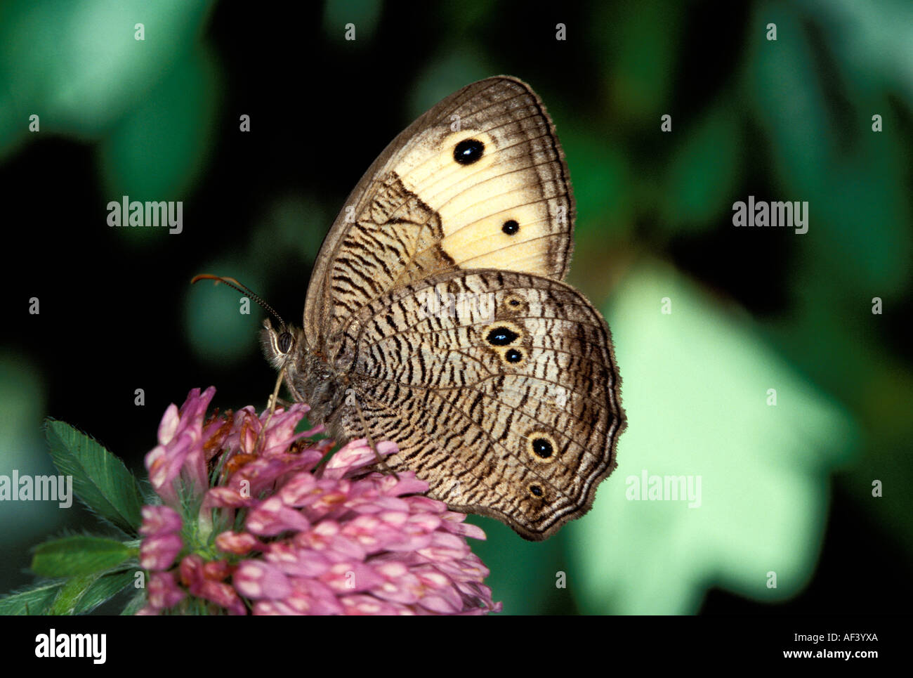 Common Wood Nymph Stock Photo - Alamy