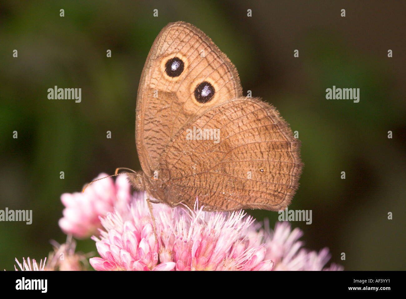 Common Wood Nymph Stock Photo - Alamy