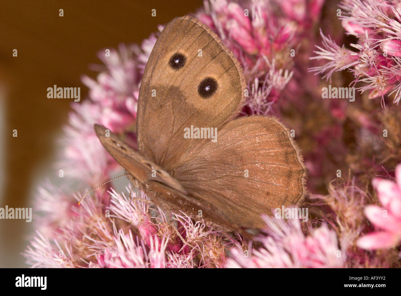 Common wood nymph butterfly hi-res stock photography and images - Alamy