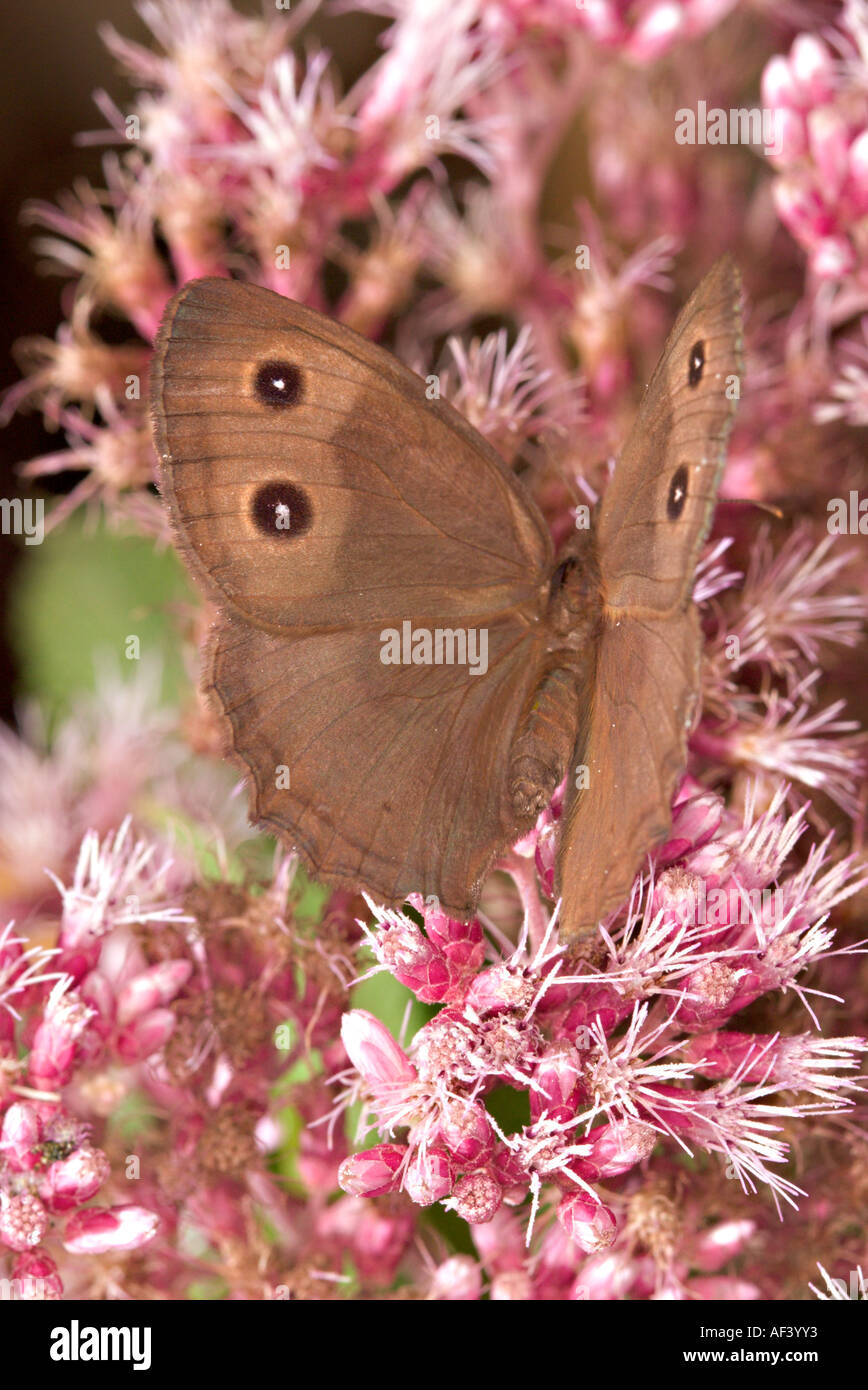 Common Wood Nymph Stock Photo - Alamy