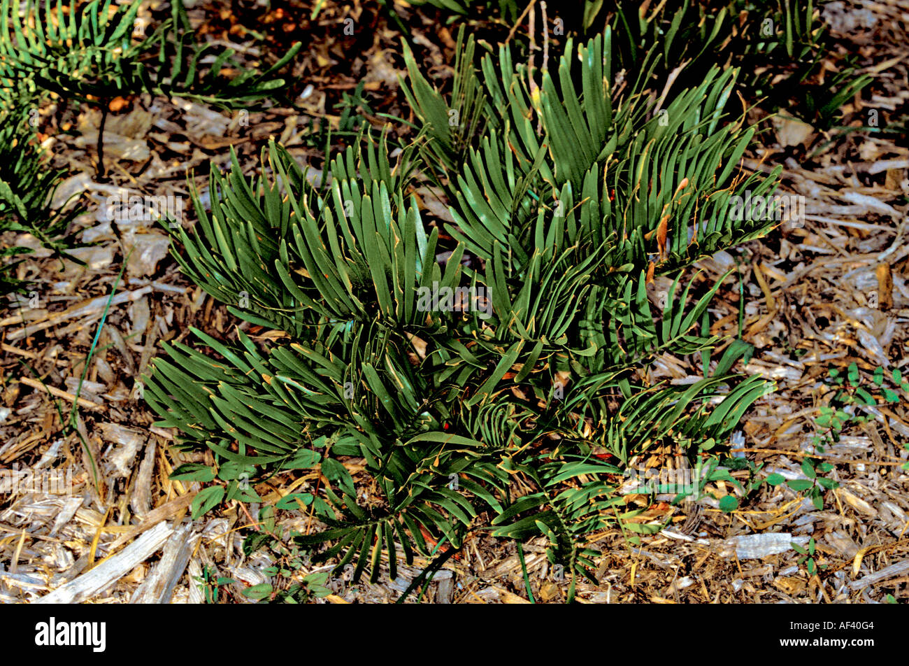 Coontie hi-res stock photography and images - Alamy