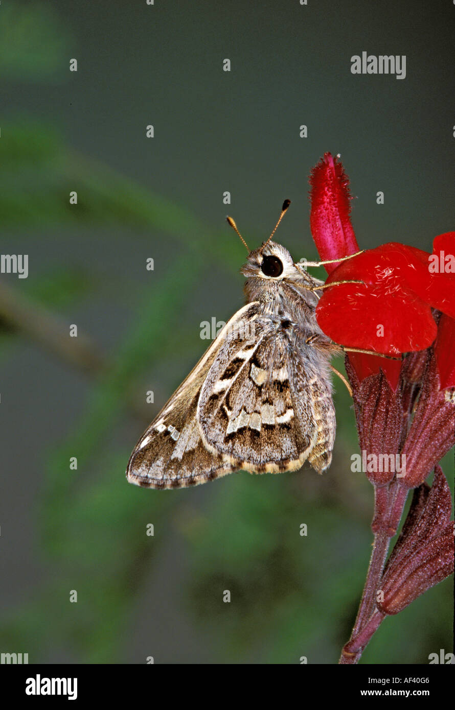 Cestus hi-res stock photography and images - Alamy