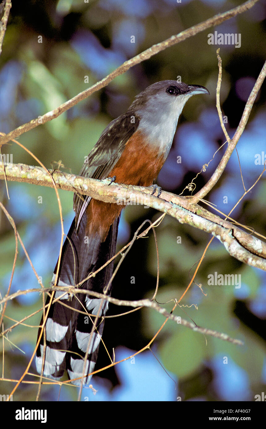 Chestnut Bellied Cuckoo High Resolution Stock Photography and Images ...