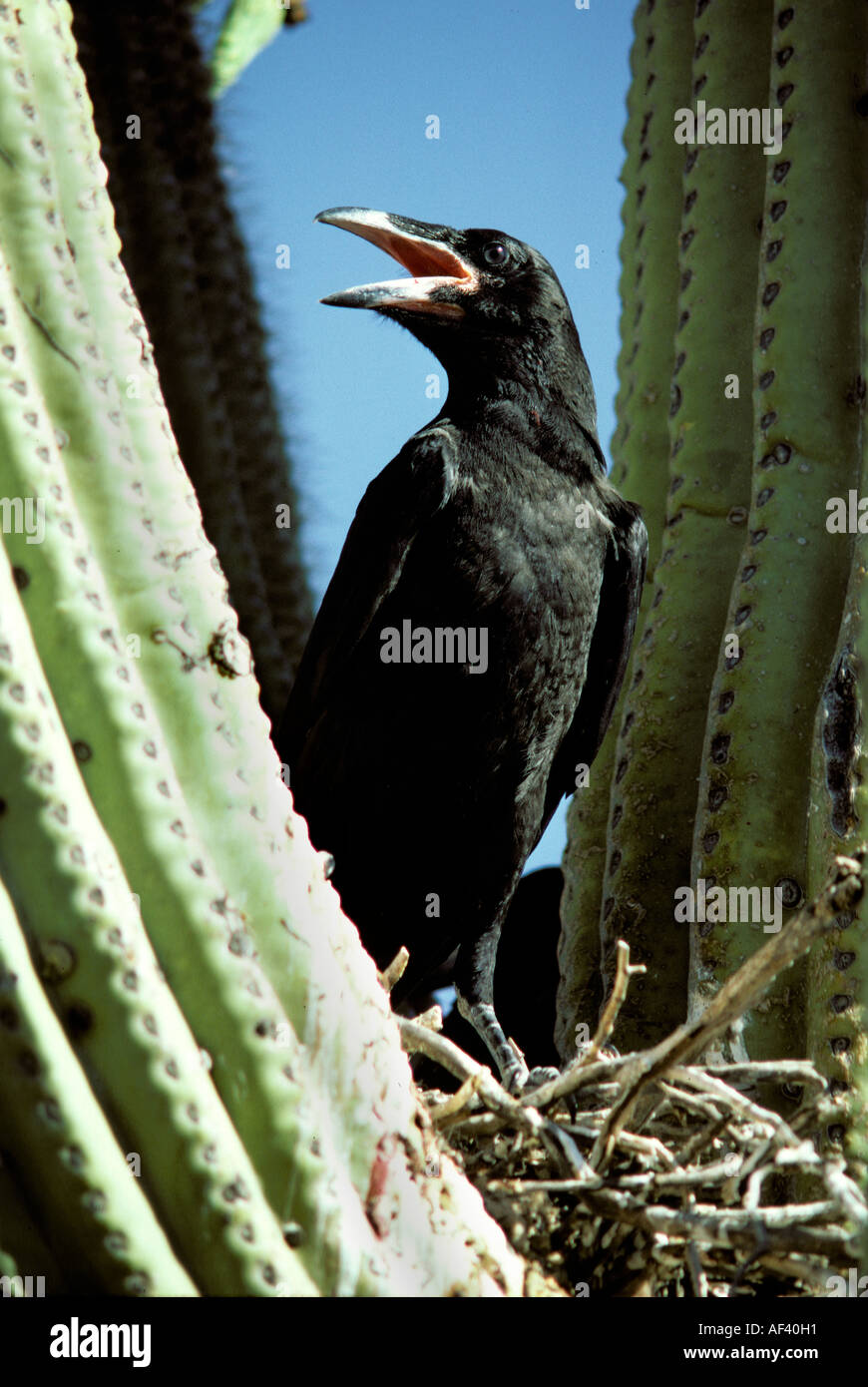 Chihuahuan raven hi-res stock photography and images - Alamy