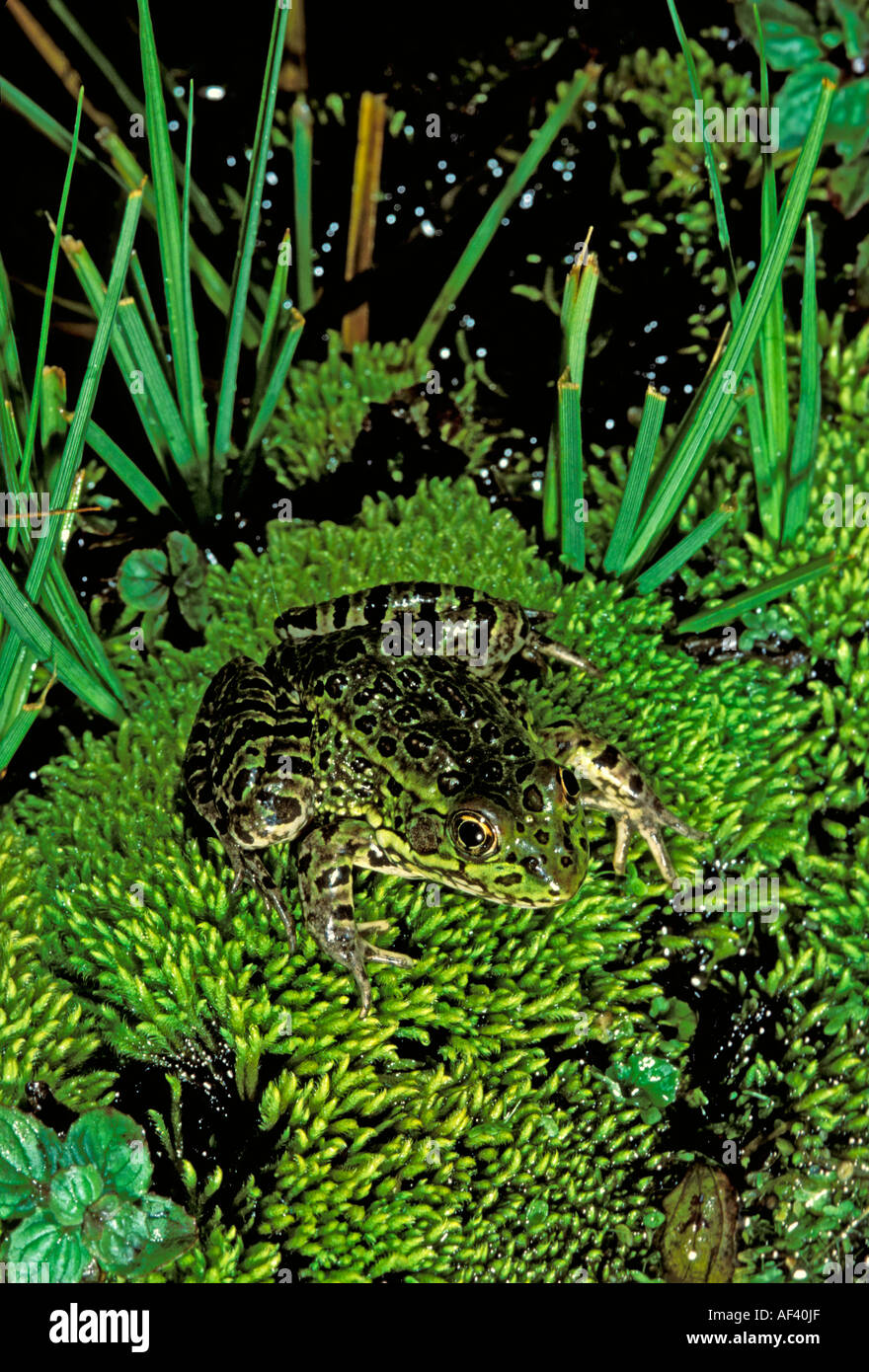Chiricahua Leopard Frog Stock Photo - Alamy