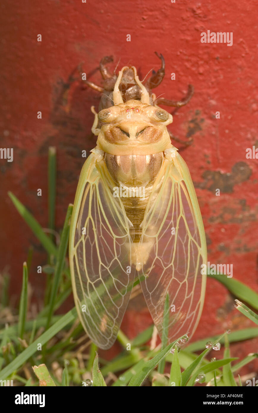 Cicada emerging hi-res stock photography and images - Alamy