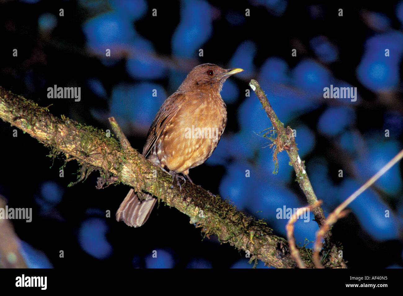 Clay colored robin hi-res stock photography and images - Alamy