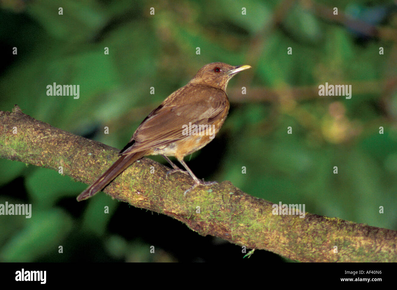 Clay colored robin hi-res stock photography and images - Alamy