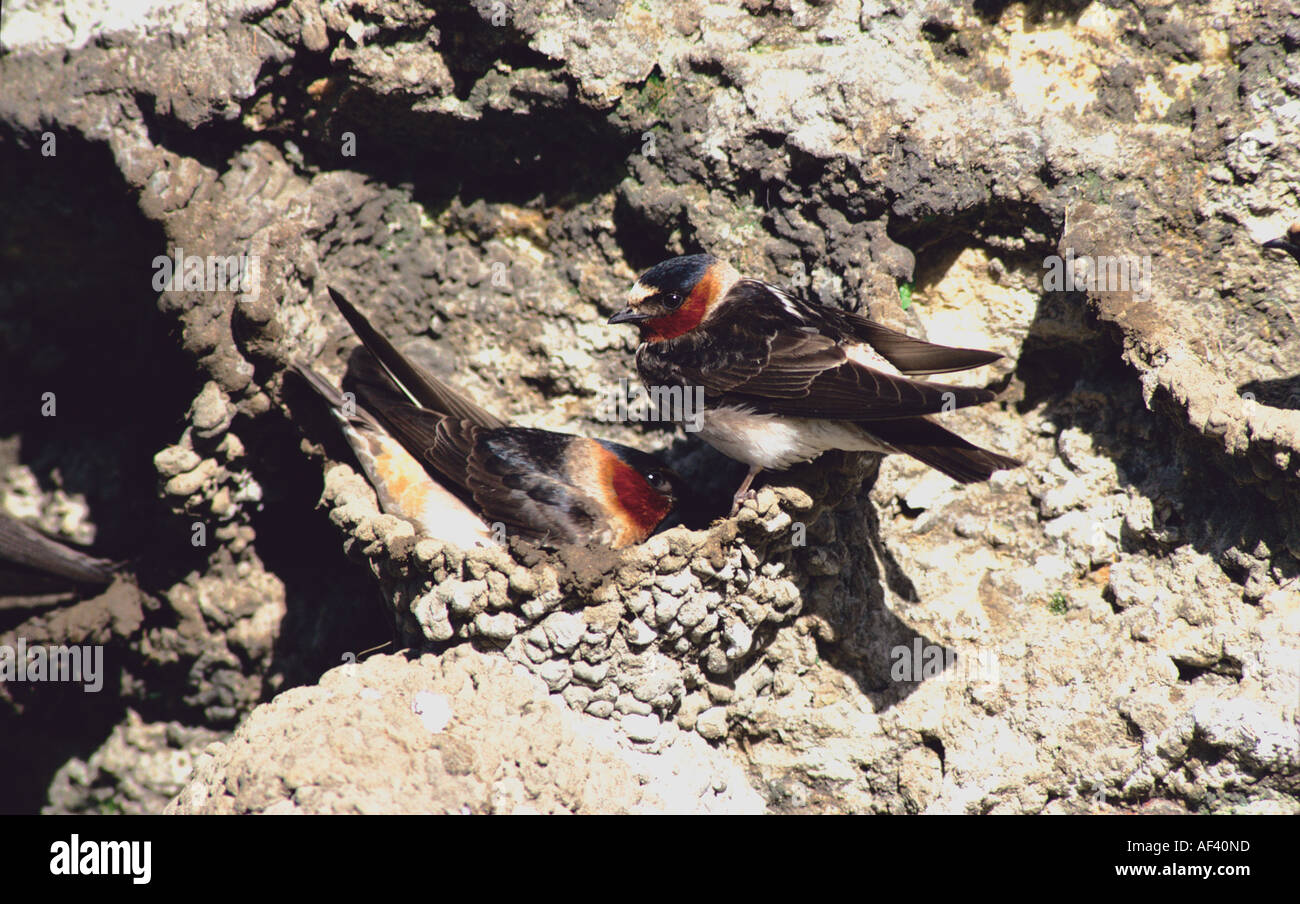 Cliff swallow mud nest hi-res stock photography and images - Alamy