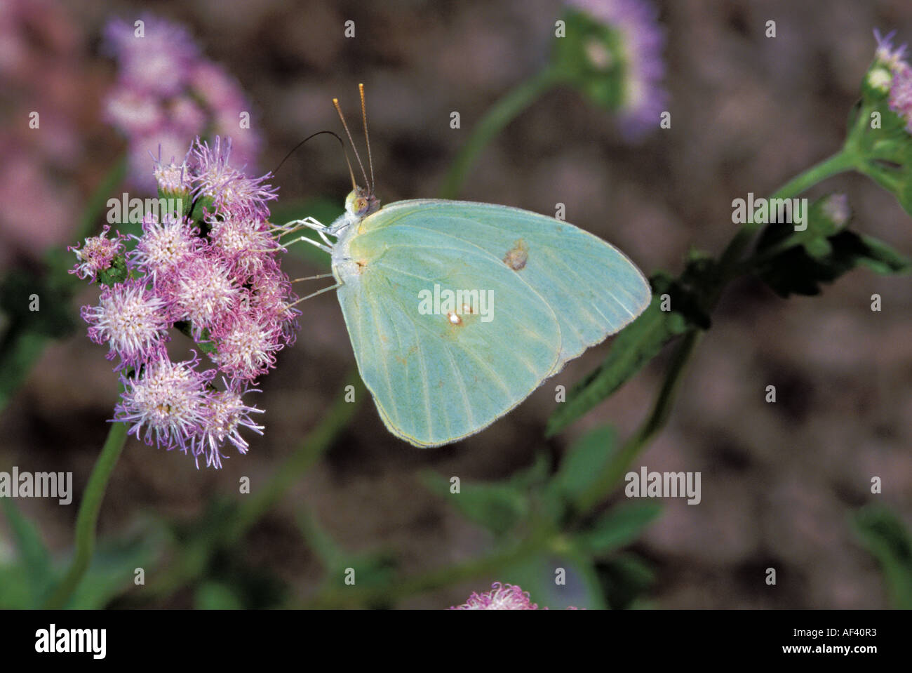 Cloudless sulfur butterfly hi-res stock photography and images - Alamy